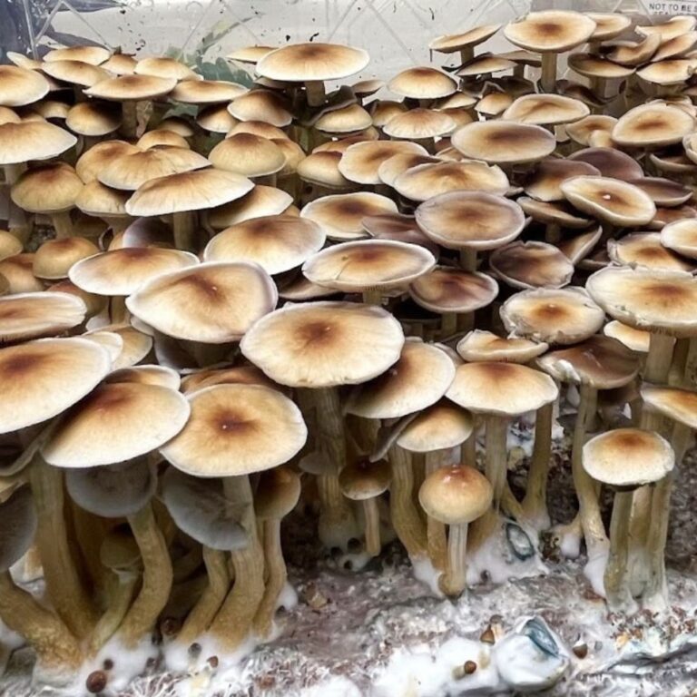 Psilocybe Natalensis: The South African Magic Mushroom - Stoned Ape ...