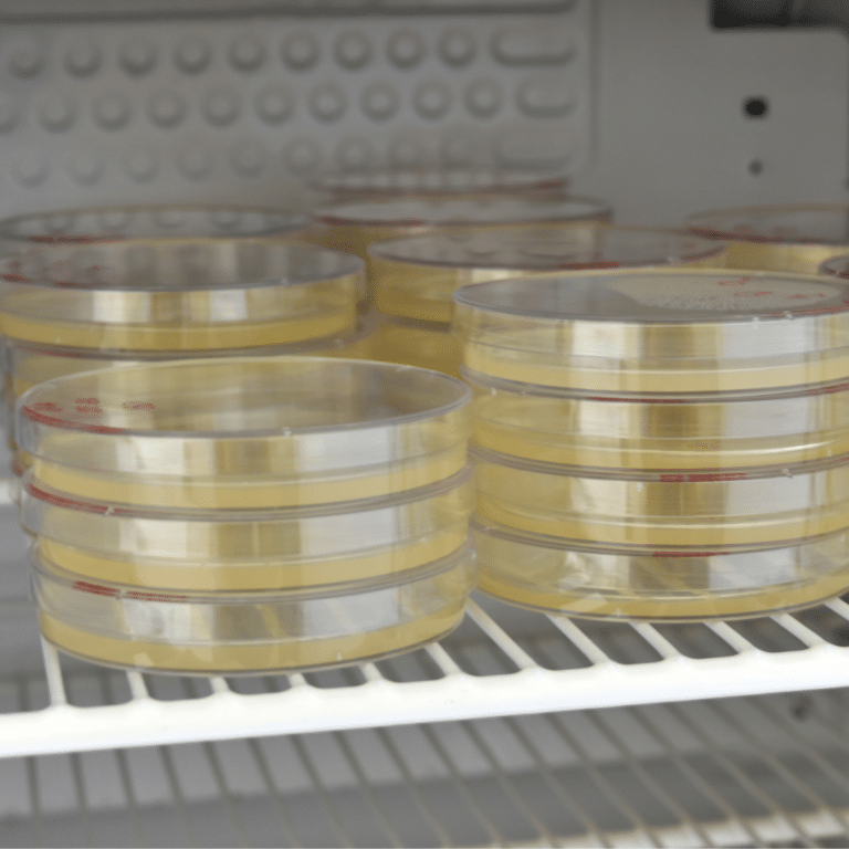 Agar Plates - Stoned Ape Genetics