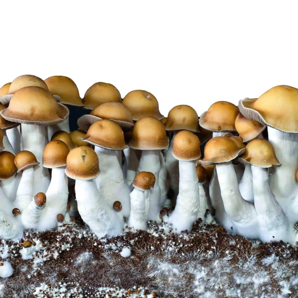 Psilocybe Natalensis: The South African Magic Mushroom - Stoned Ape ...